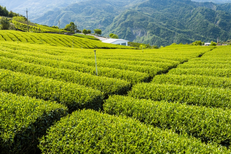 Charakter der Tees der wichtigsten Tee Anbaugebiete